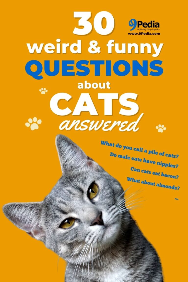 30 Weird Questions About Cats Do Male Cats Have Nipples 