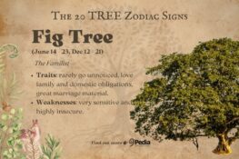 What's Your Tree Zodiac Sign? 🌳 The 20 Tree Zodiac Signs