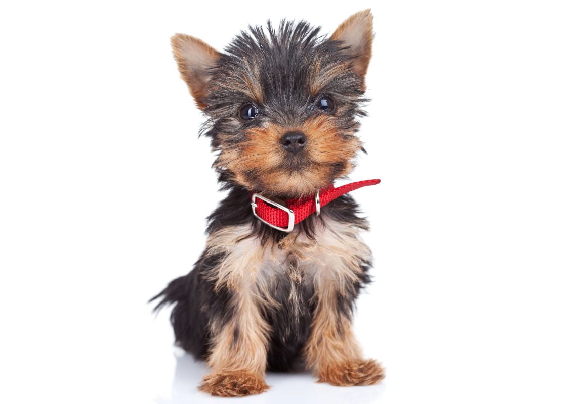 🐶 Teacup Yorkie Puppies: Price, Lifespan, and Care - 3 Types