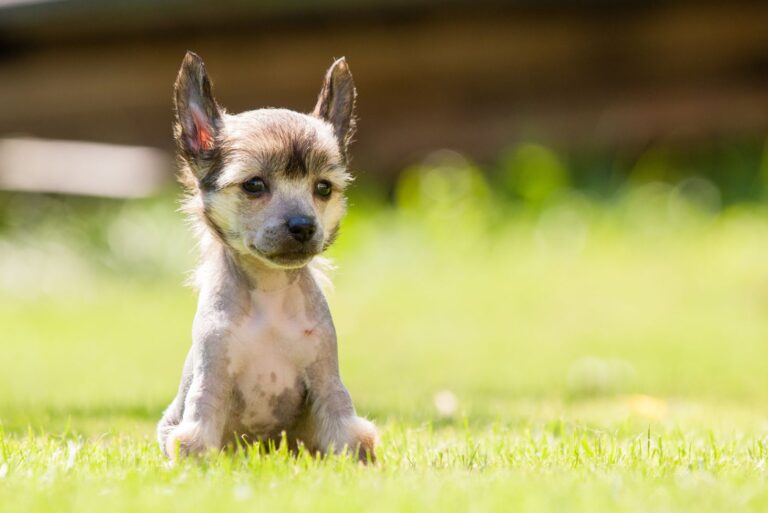 9 Adorable Rare Small Dog Breeds You Didn't Know Existed 🐶