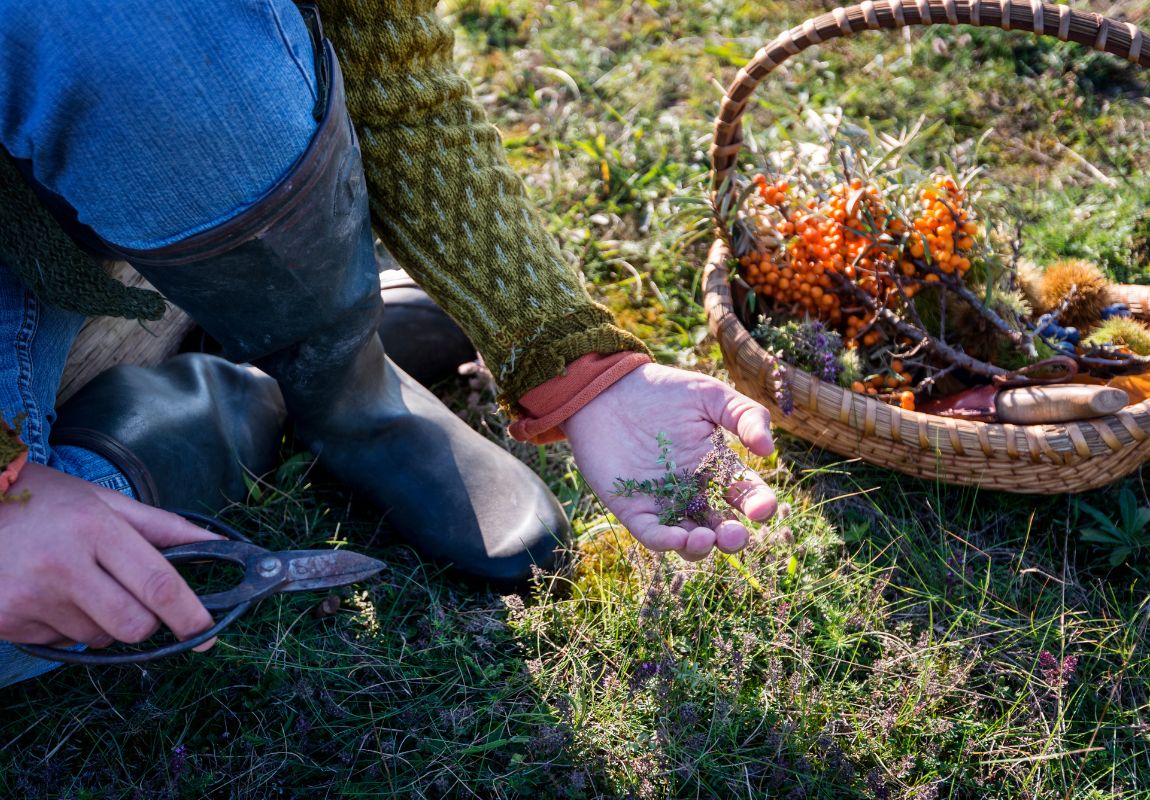 Foraging for Wild Edibles: 9 Foraging Tips and Tricks