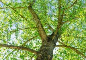 9 Amazing Spiritual Uses of Trees You Didn't Know About