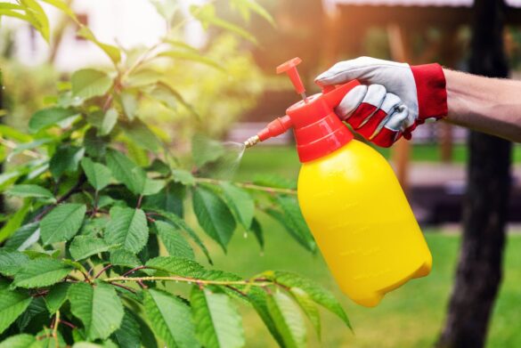 5 Natural Insecticide & Pesticide Recipes to Make at Home