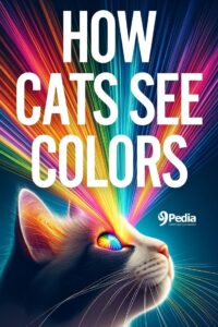 How Cats See Colors and the World Around - 100% Amazed