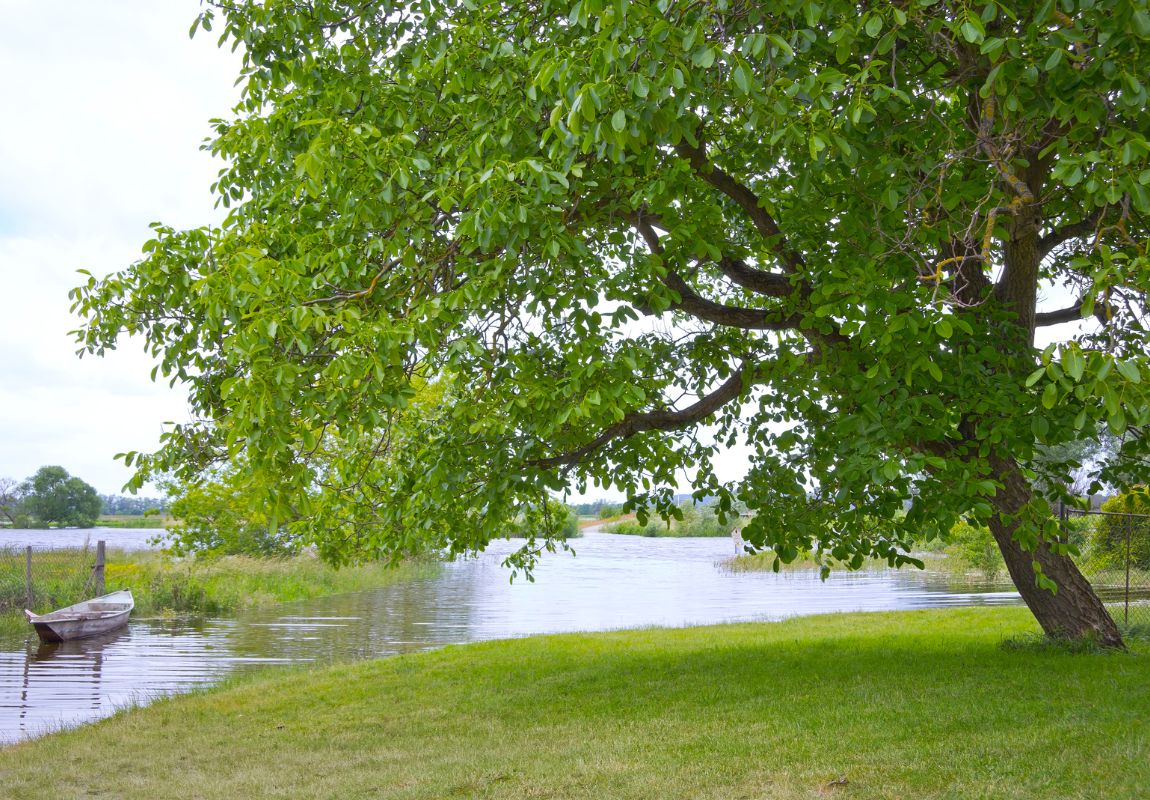 9 Amazing Spiritual Uses of Trees You Didn't Know About