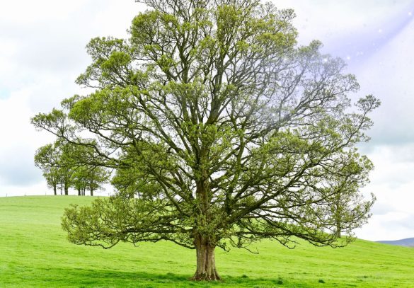 6 Amazing Spiritual Uses of Walnut Tree & How to Benefit