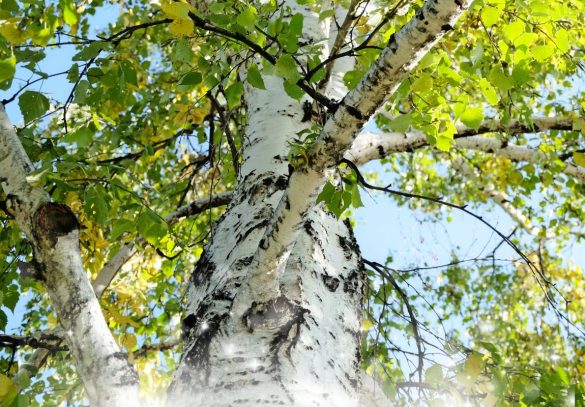 5 Amazing Spiritual Uses of Birch Tree & How to Benefit Them