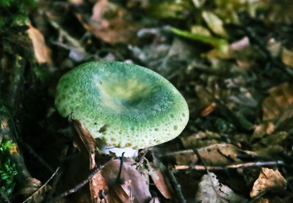 5 Delicious Edible Mushrooms You Can Forage – 100% Safe