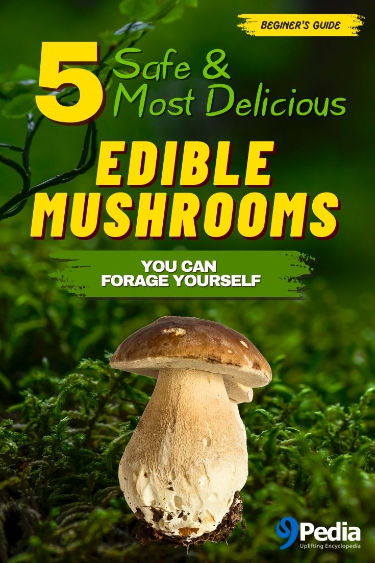 5 Delicious Edible Mushrooms You Can Forage – 100% Safe
