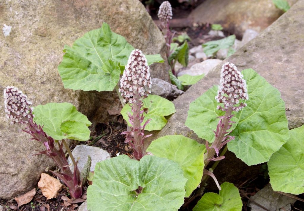 How to Cook Butterbur - 3 Easy Butterbur Cooking Tips