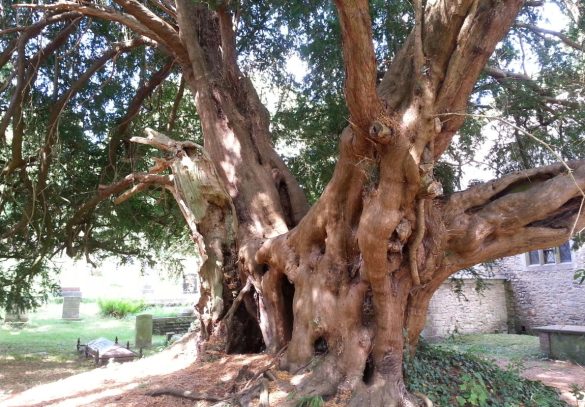 9 Magic Uses of English Yew Tree: Life, Death, and Miracles
