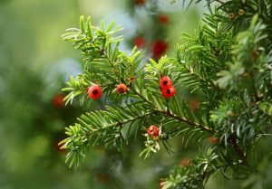 9 Magic Uses of English Yew Tree: Life, Death, and Miracles