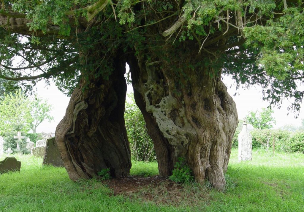 9 Magic Uses of English Yew Tree: Life, Death, and Miracles