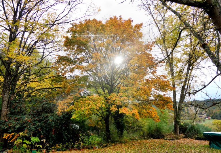 7 Fascinating Spiritual Uses of Norway Maple You Didn't Know